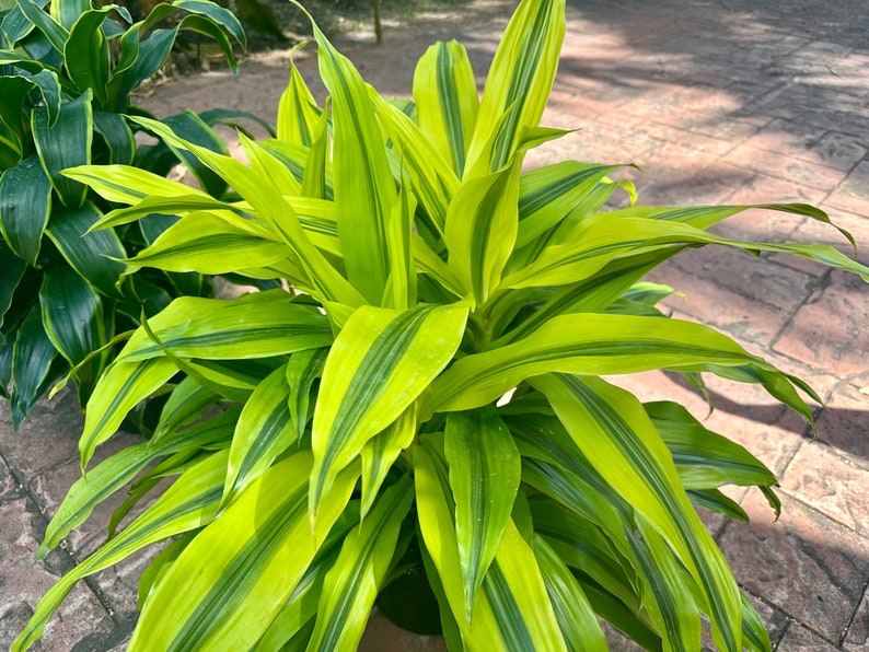 Dracaena Kristi, 10” Pot - Etsy