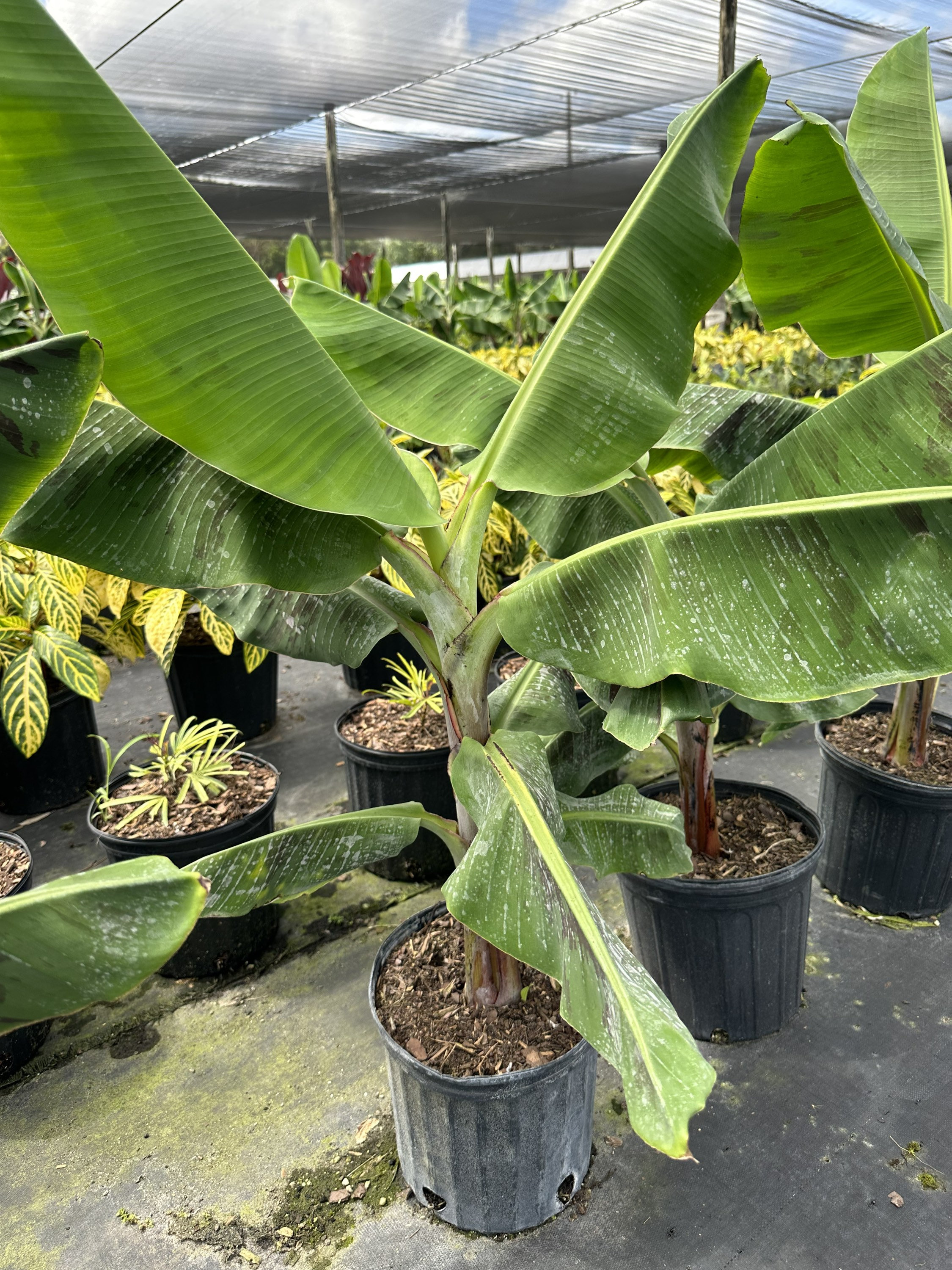 Red Banana Leaf Plant