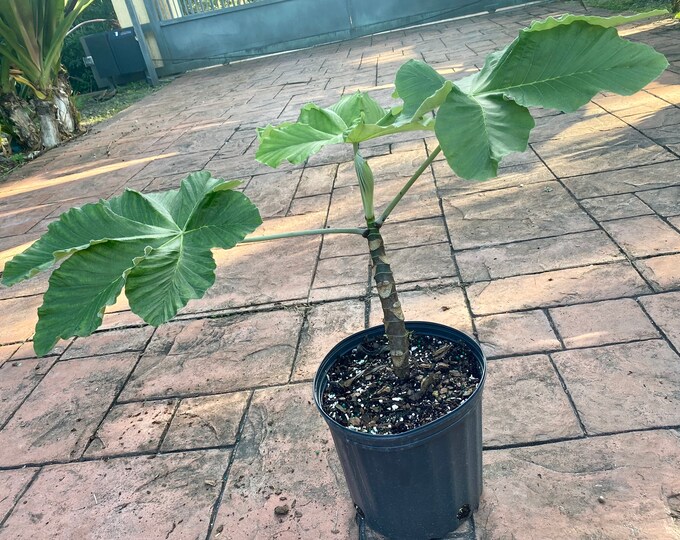 Cecropia Tree, Guarumo Tree, Trumpet Tree, 10” Pot - Etsy