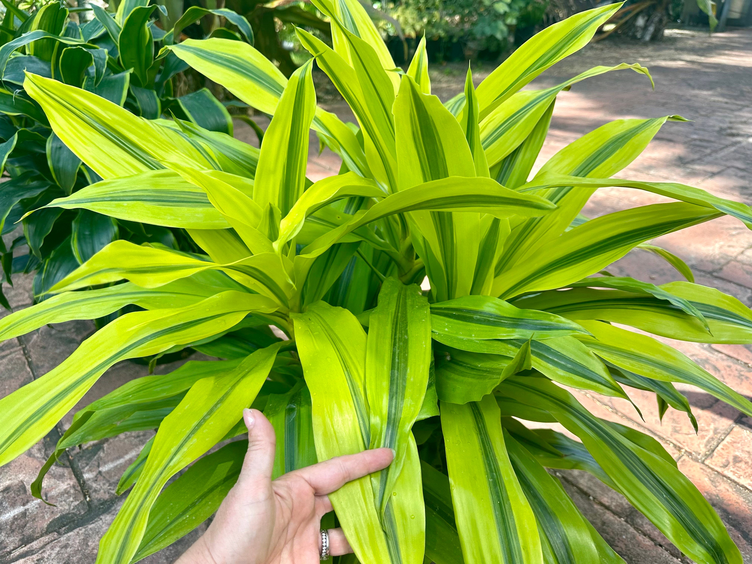 Dracaena Kristi, 10” Pot - Etsy