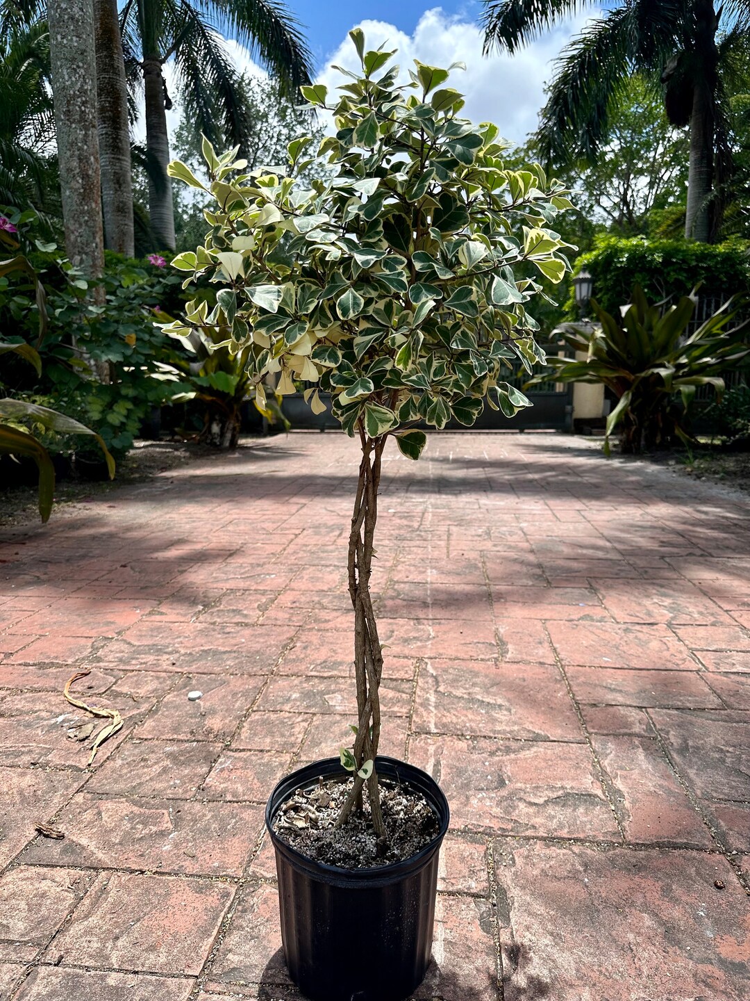 Variegated Ficus Natalensis Std, Ficus Triangularis, 10 Pot Braided ...