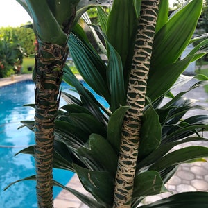 Dracaena Janet Craig Compacta, 3 Ppp Staggered. 10” Pot. 60” Box - Etsy