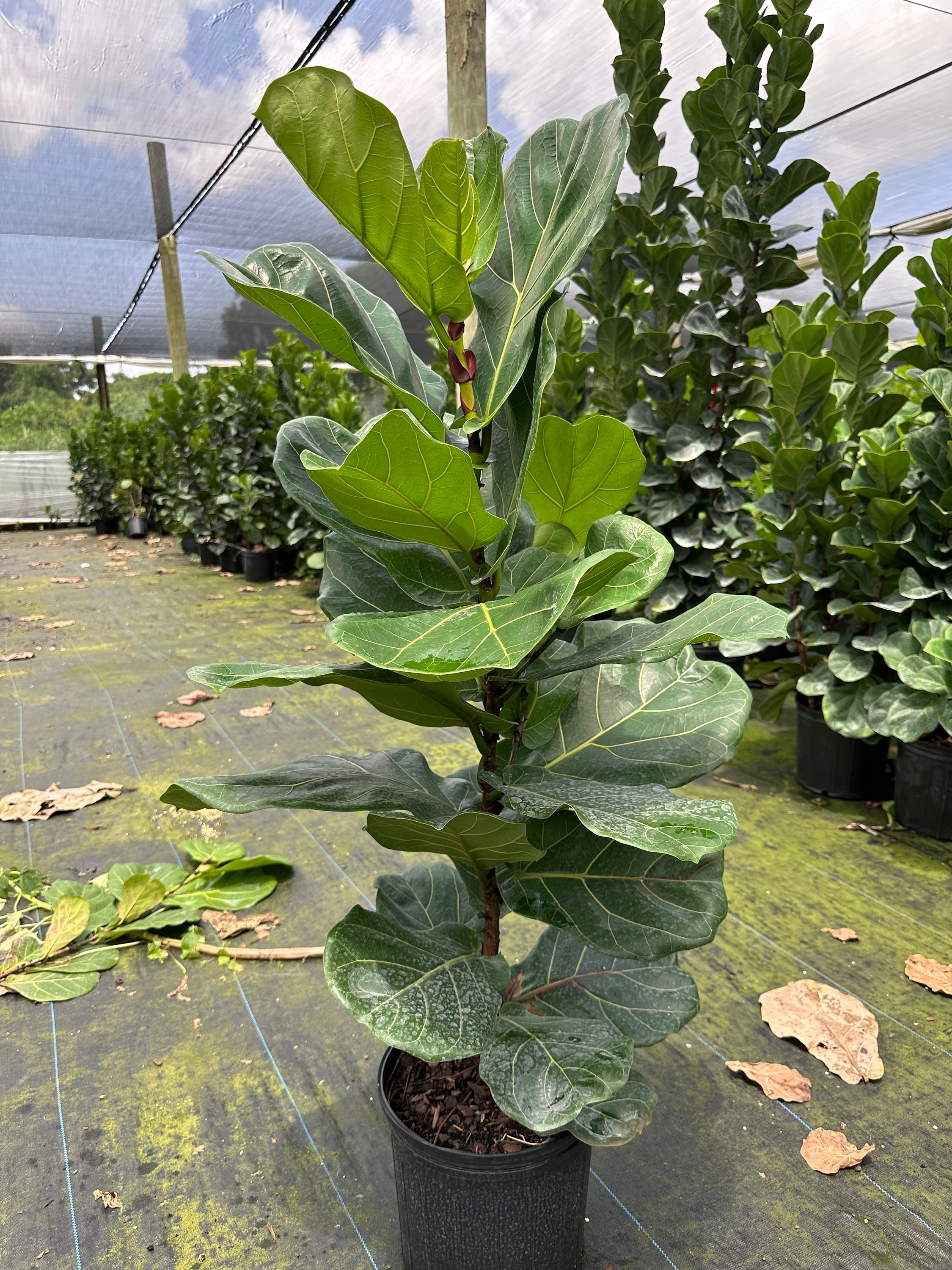 Ficus Lyrata Column