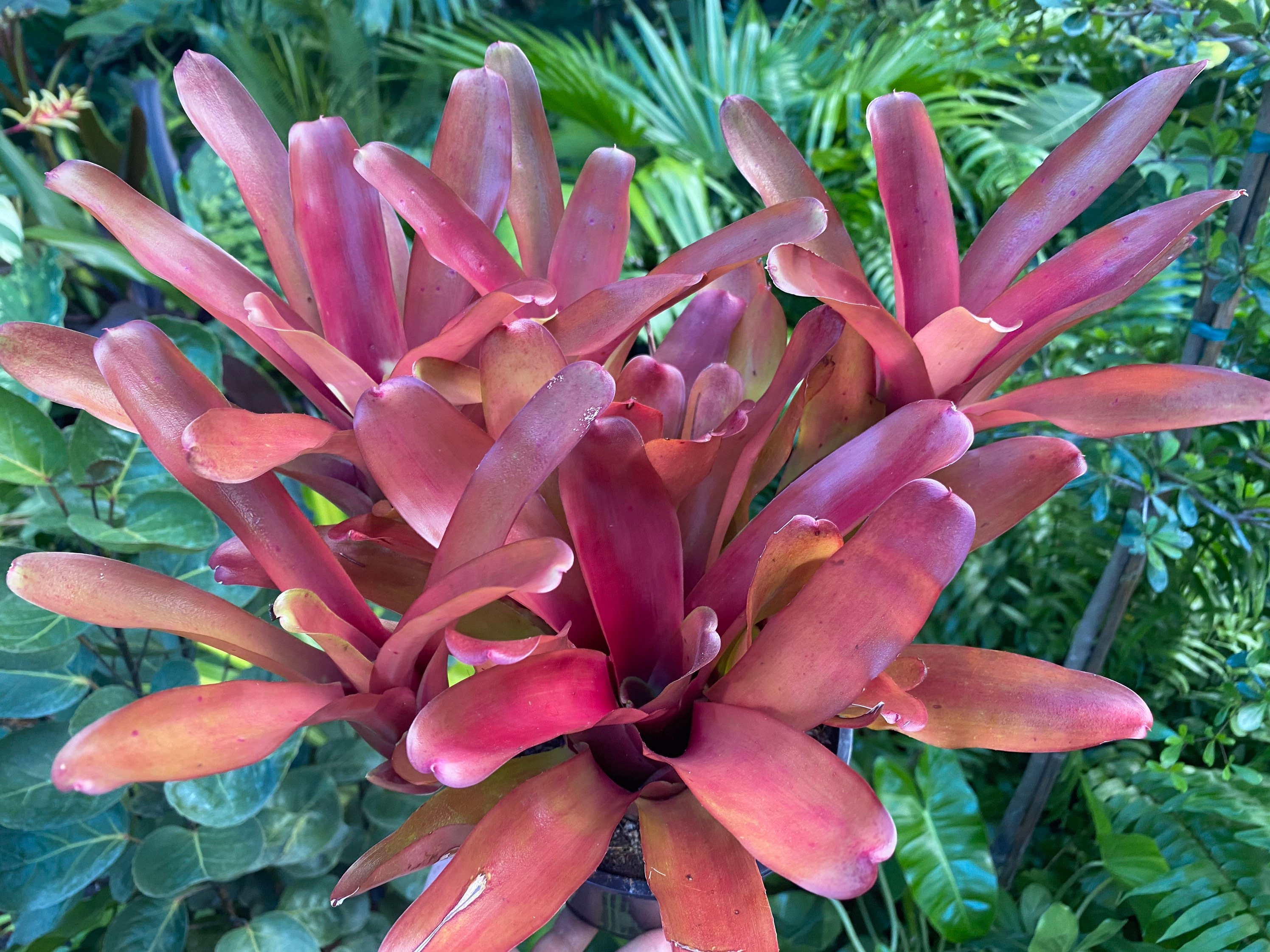 Neoregelia super Fireball 6 Pot Full Pot - Etsy