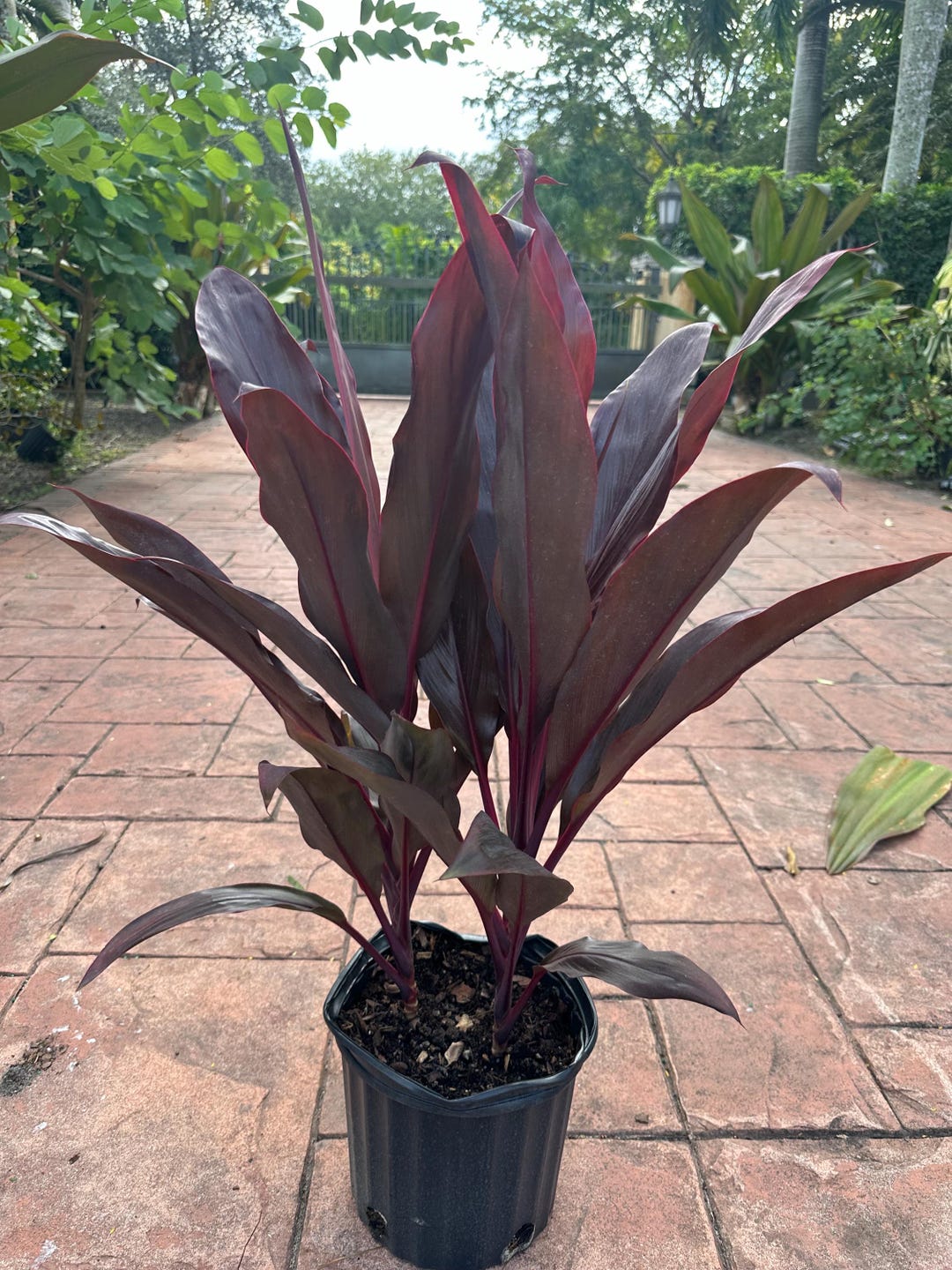 Cordyline Auntie Lou, 10" Pot - Etsy
