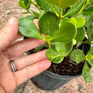 Dwarf Clusia Rosea, 10” Pot - Etsy