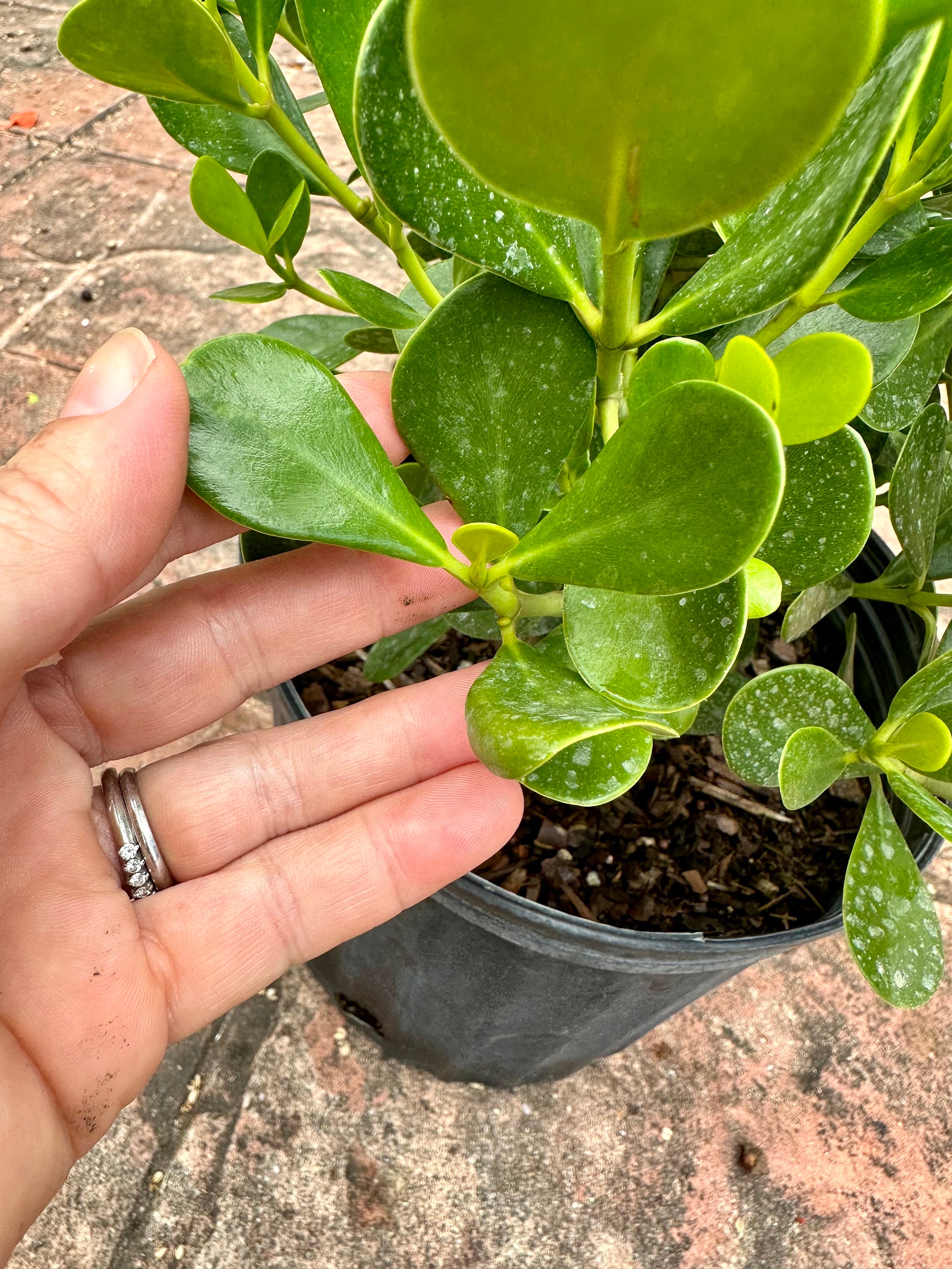 Dwarf Clusia Rosea, 10” Pot - Etsy