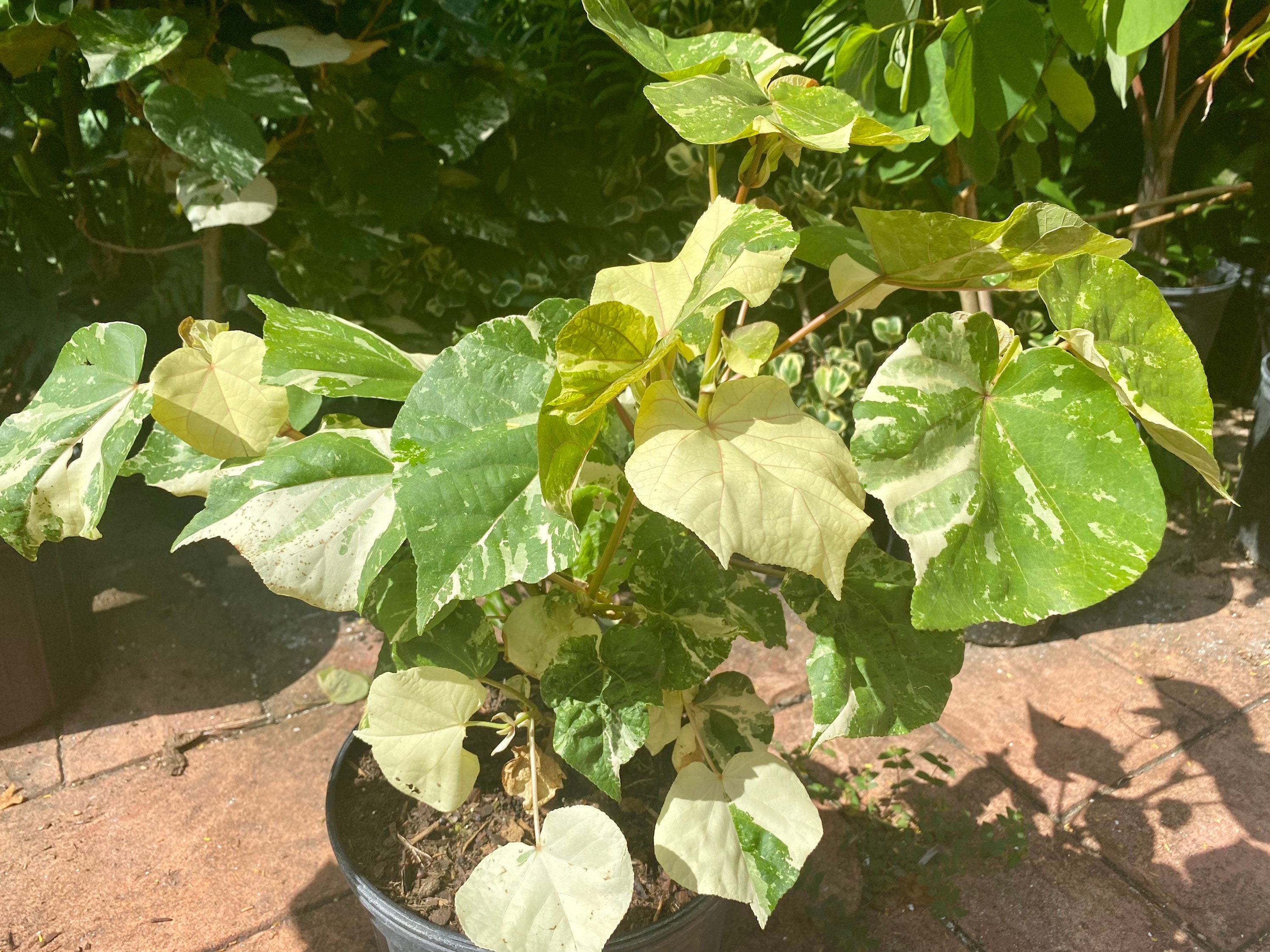 Variegated Mahoe Tree sea Hibiscus 10/3 G Pot - Etsy