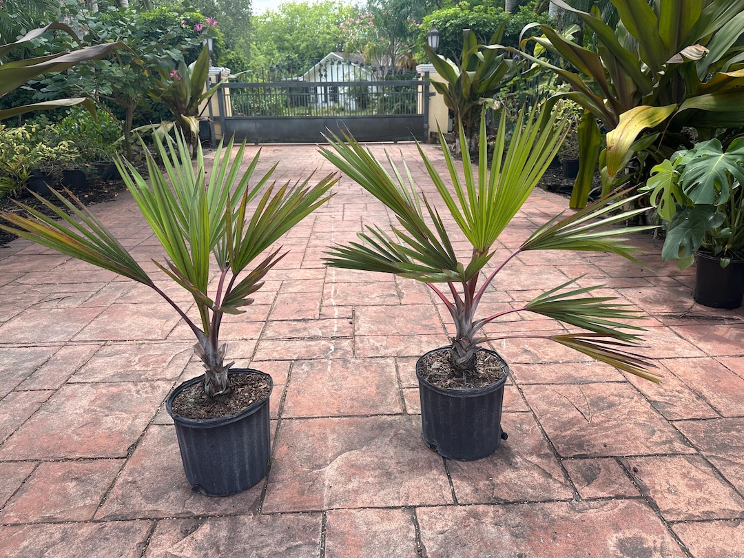 Rare Red Latan Palm, Latania Lontaroides, 10” Pot - Etsy