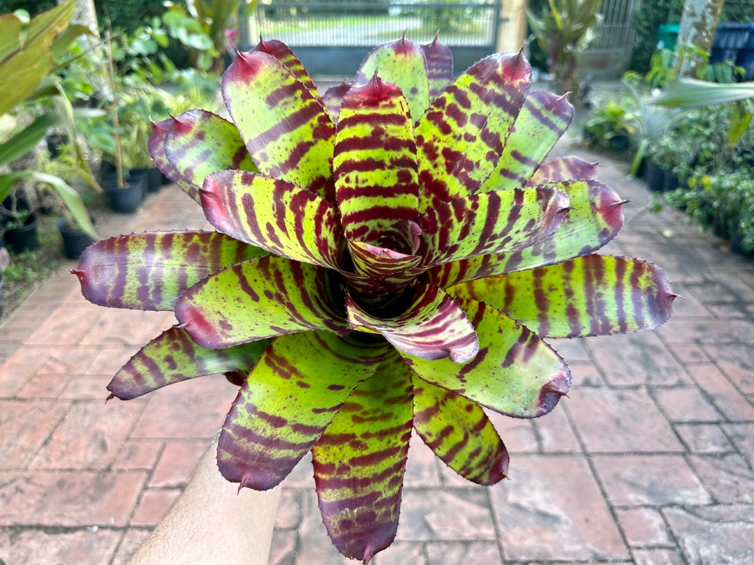 Neoregelia ‘high Voltage’ Bromeliad, 6” Pot - Etsy