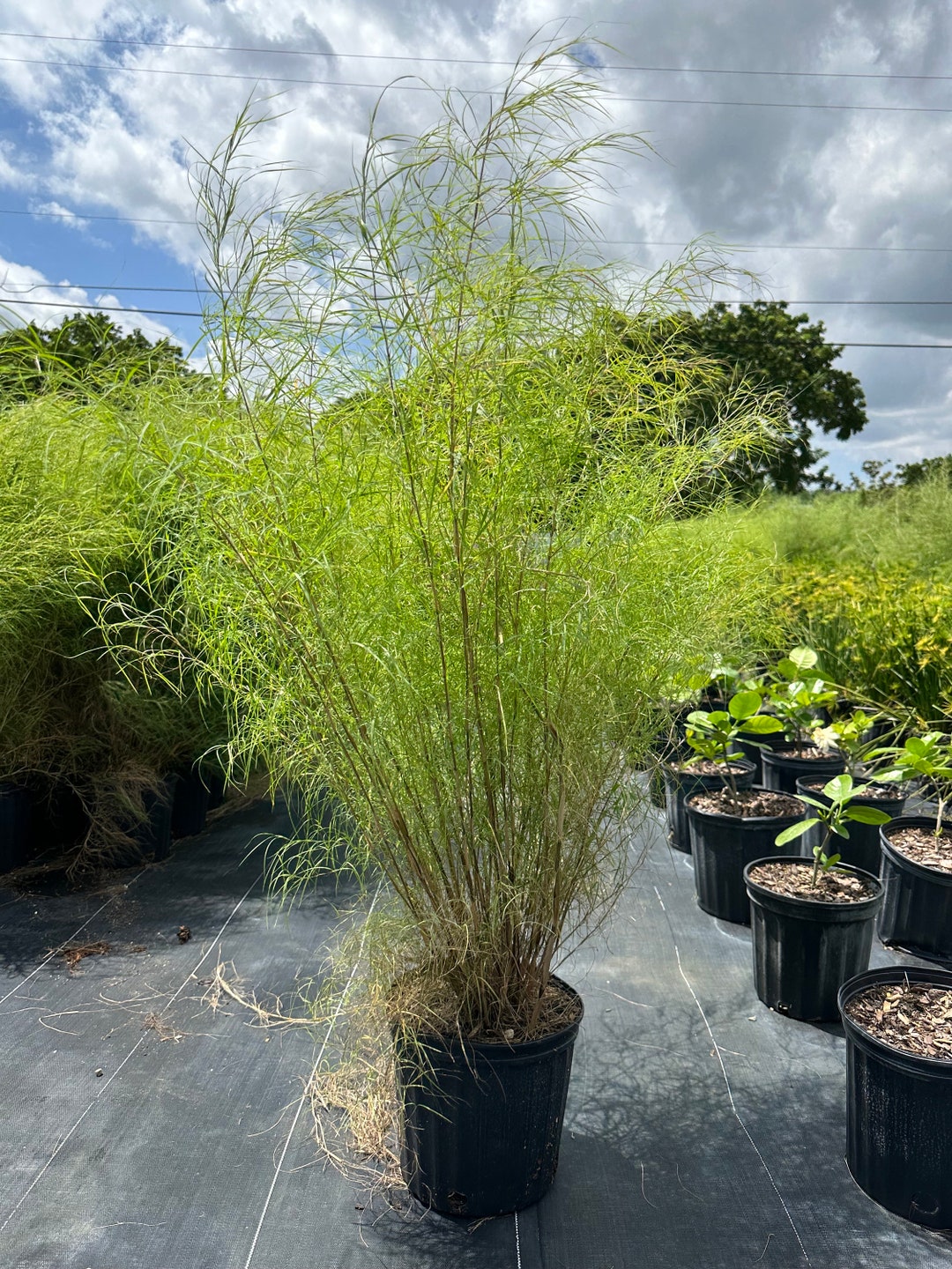 Bamboo Muhly Grass Muehlenbergia Dumosa 10” Pot Etsy
