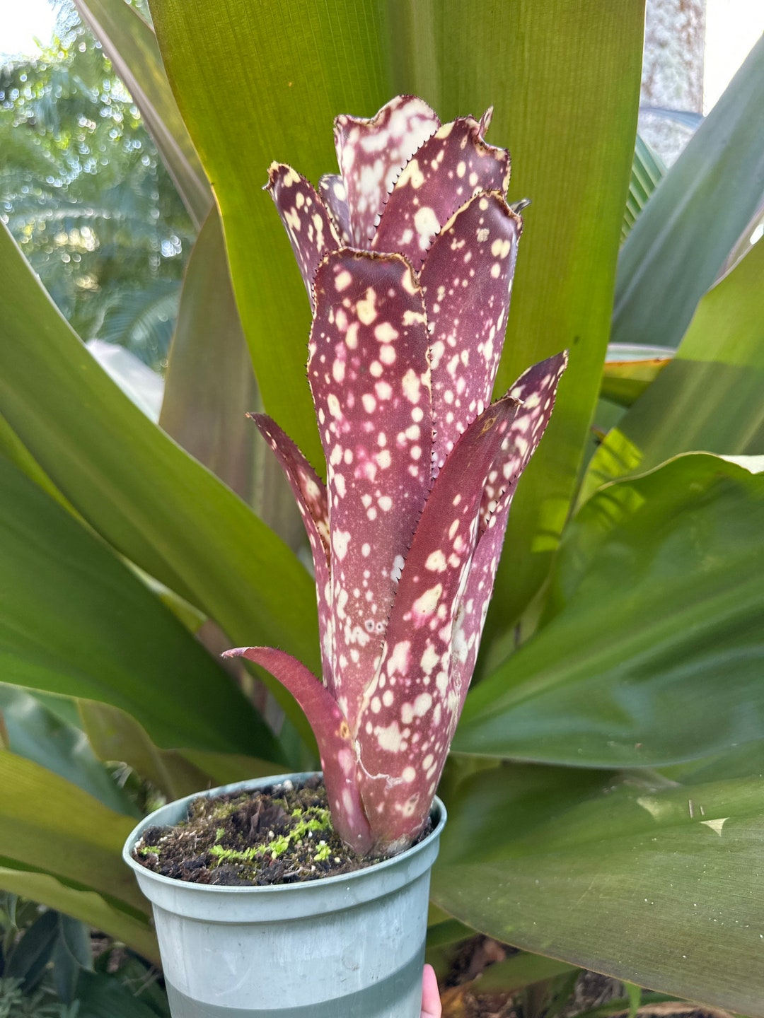 Billbergia lots of Spots Bromeliad 6 Pot Actual Plant - Etsy