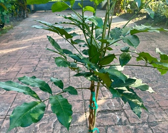 Natal Mahogany Braid, Trichilia Emetica, 6" Pot - Etsy