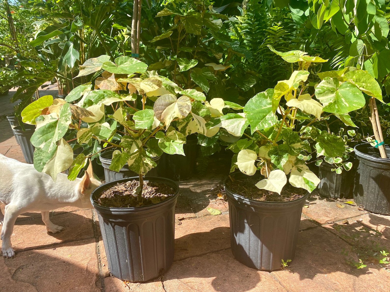 Variegated Mahoe Tree Sea Hibiscus 10 3 G Pot Etsy