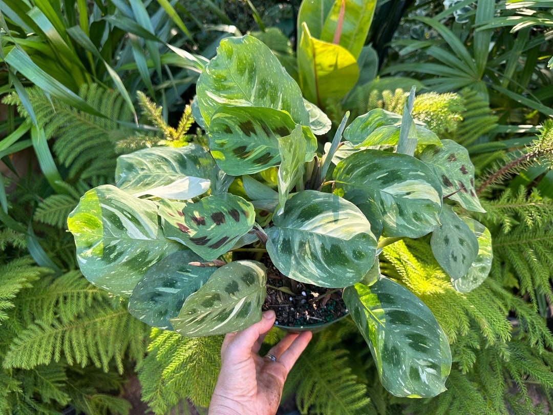 Maranta Beauty Kim, 6 Pot - Etsy