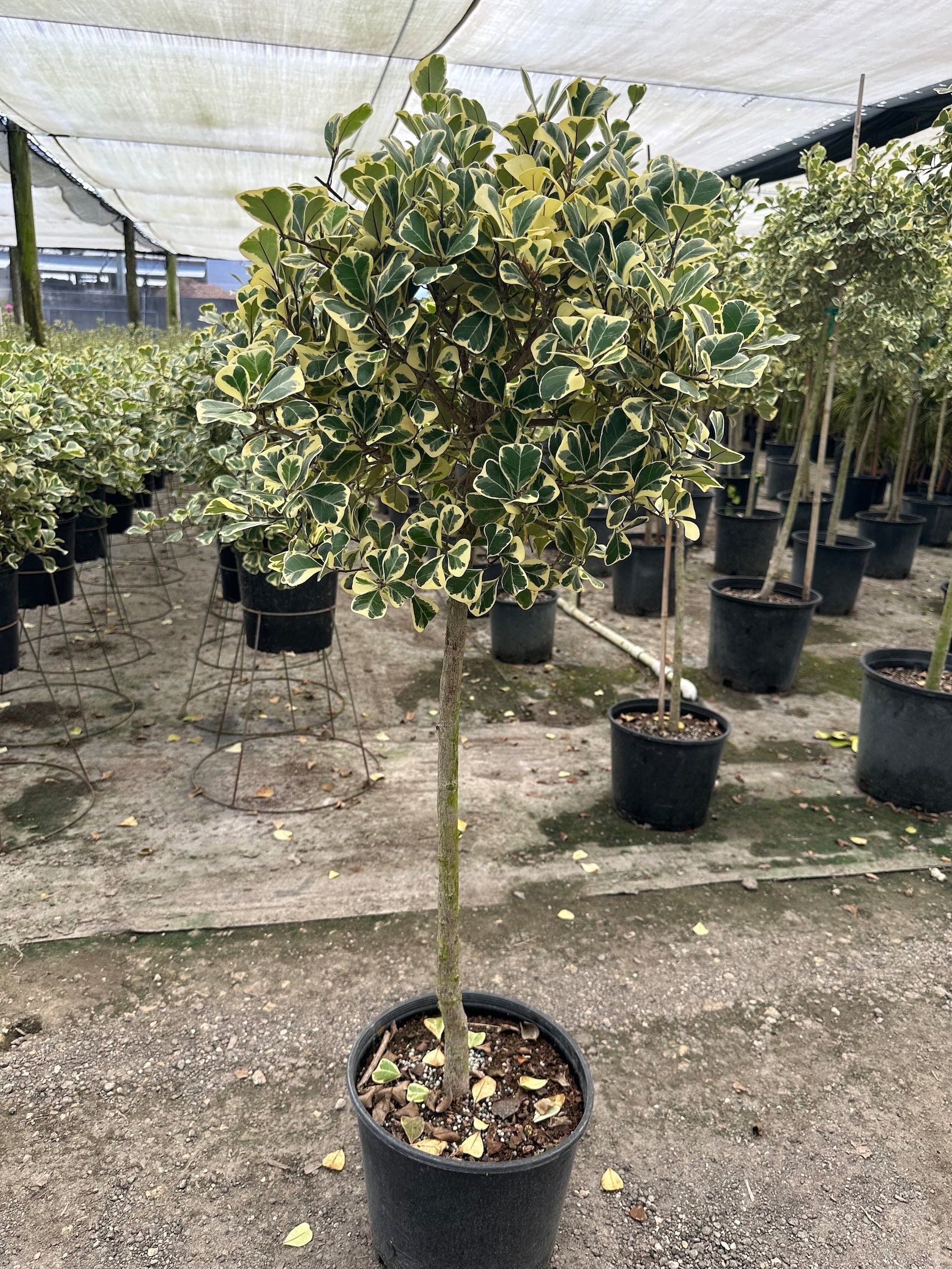 Variegated Ficus Natalensis Std, Ficus Triangularis, 10” Pot - Etsy