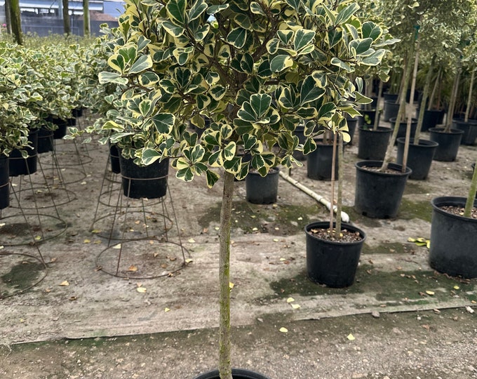 Variegated Ficus Natalensis - Ficus Triangularis, 6” Pot - Tree Form ...
