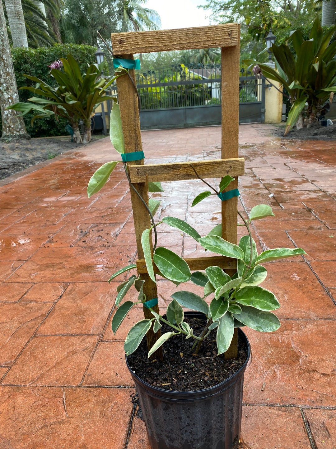 Stephanotis Floribunda ‘variegata’, Madagascar Jasmine, 10” Pot ...