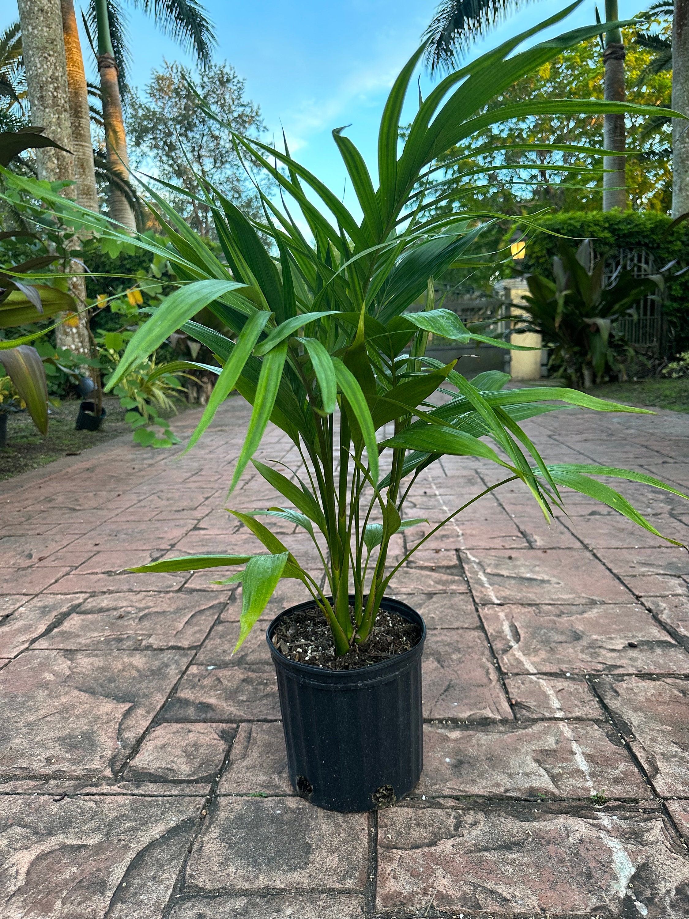 Ptychosperma Elegans Alexander Palm