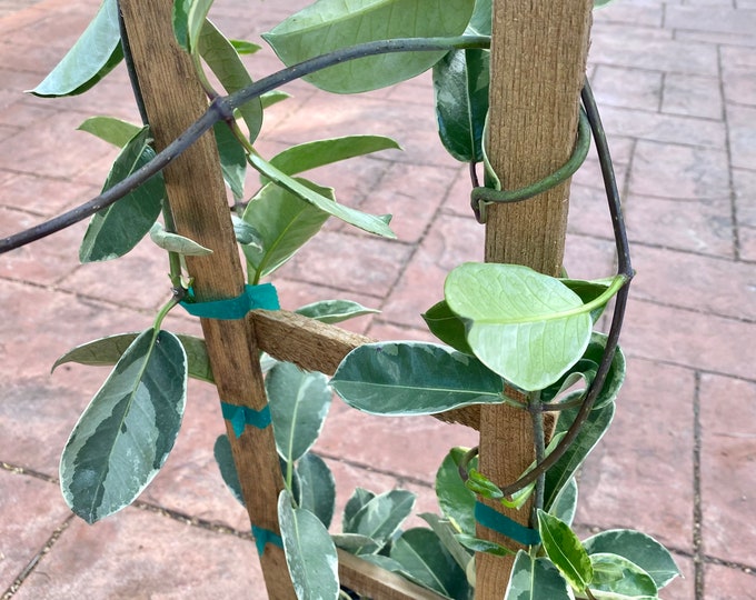 Stephanotis Floribunda ‘variegata’, Madagascar Jasmine, 10” Pot ...