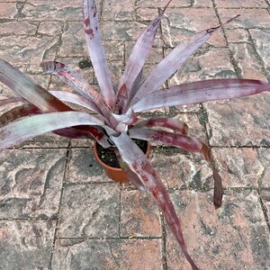 Aechmea Tropic Torch Red Bromeliad, 8 Pot - Etsy
