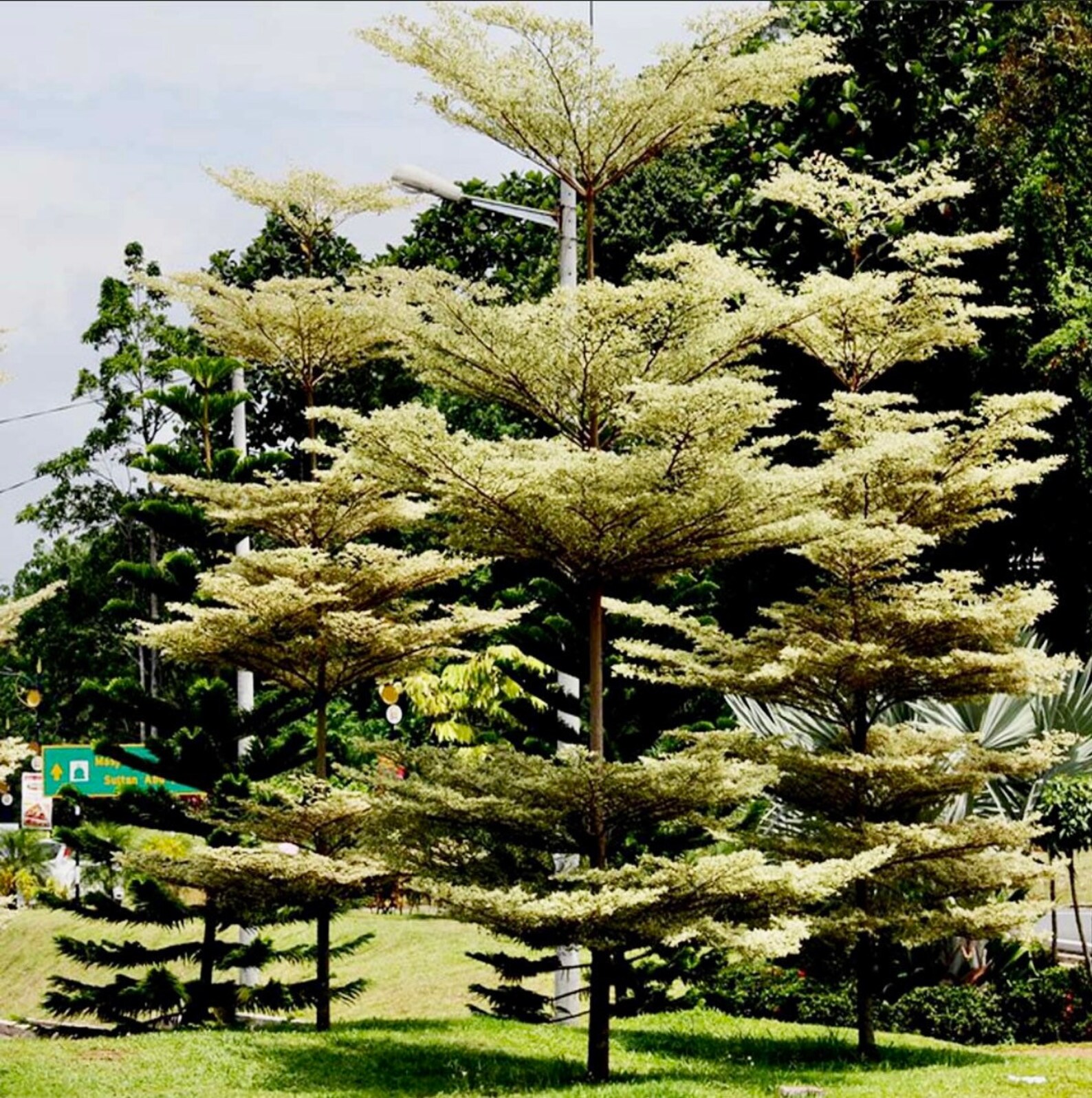 Variegated Terminalia Ivorensis 25 Gallon Pot. Tricolor. - Etsy