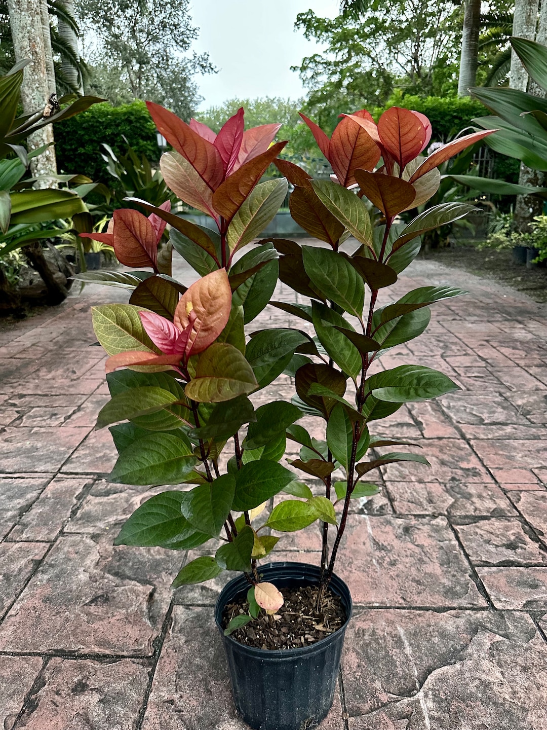 Pseuderanthemum Bronze Plant Tahitian 10 Pot - Etsy