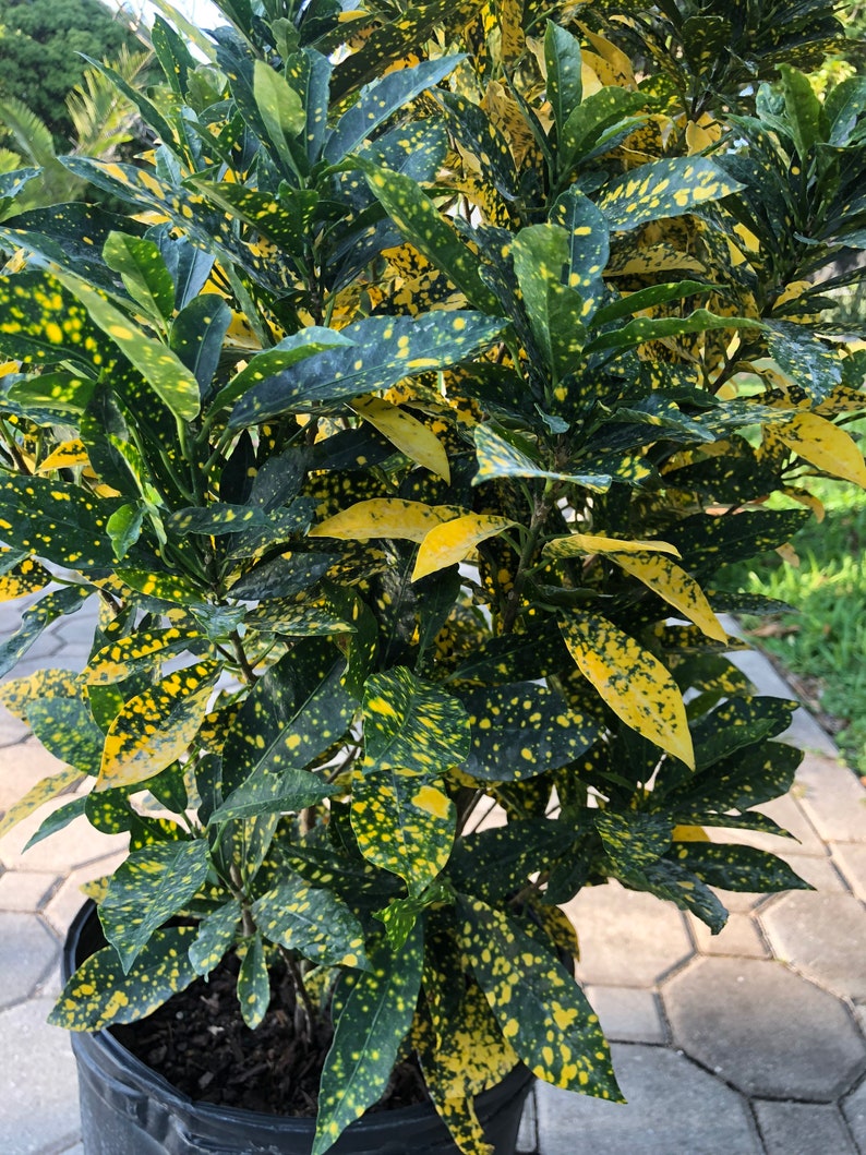 Croton Gold Dust 10 pot. Codiaeum variegatum. | Etsy