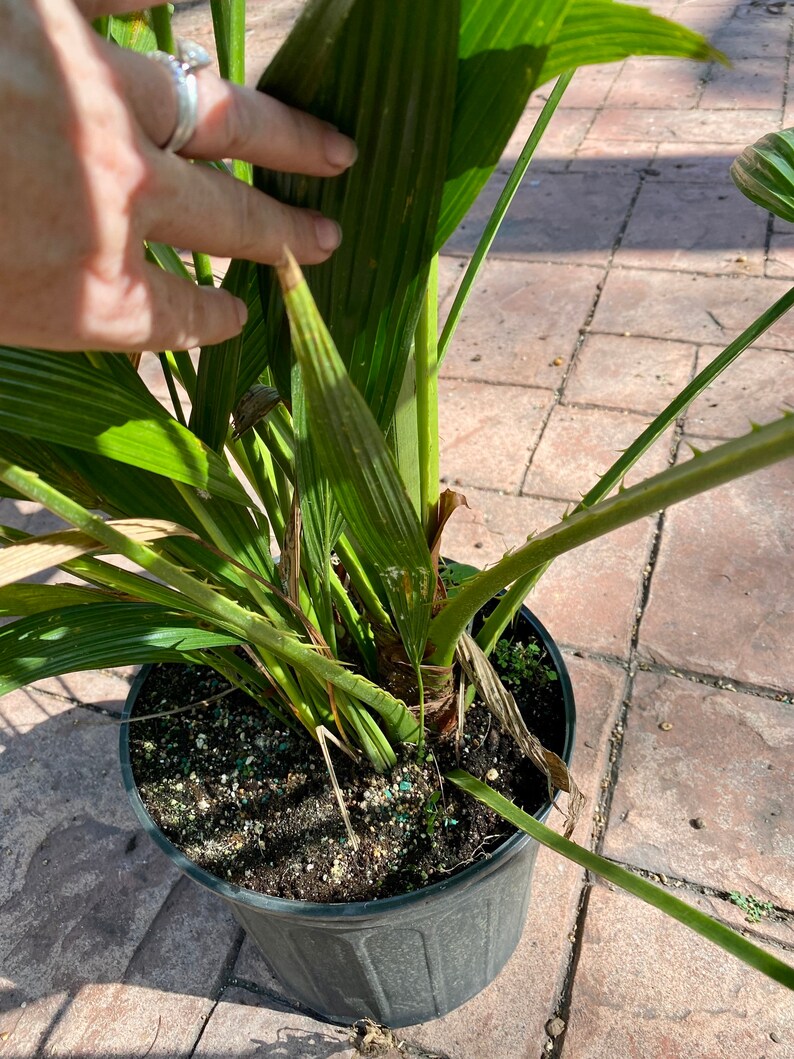 Chinese Fan Palm, Multi Trunk, 10” Pot - Etsy