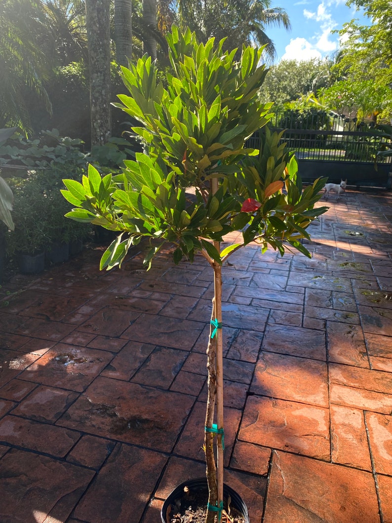 Japanese Blueberry Tree Tree Form. Elaeocarpus Decipiens . - Etsy