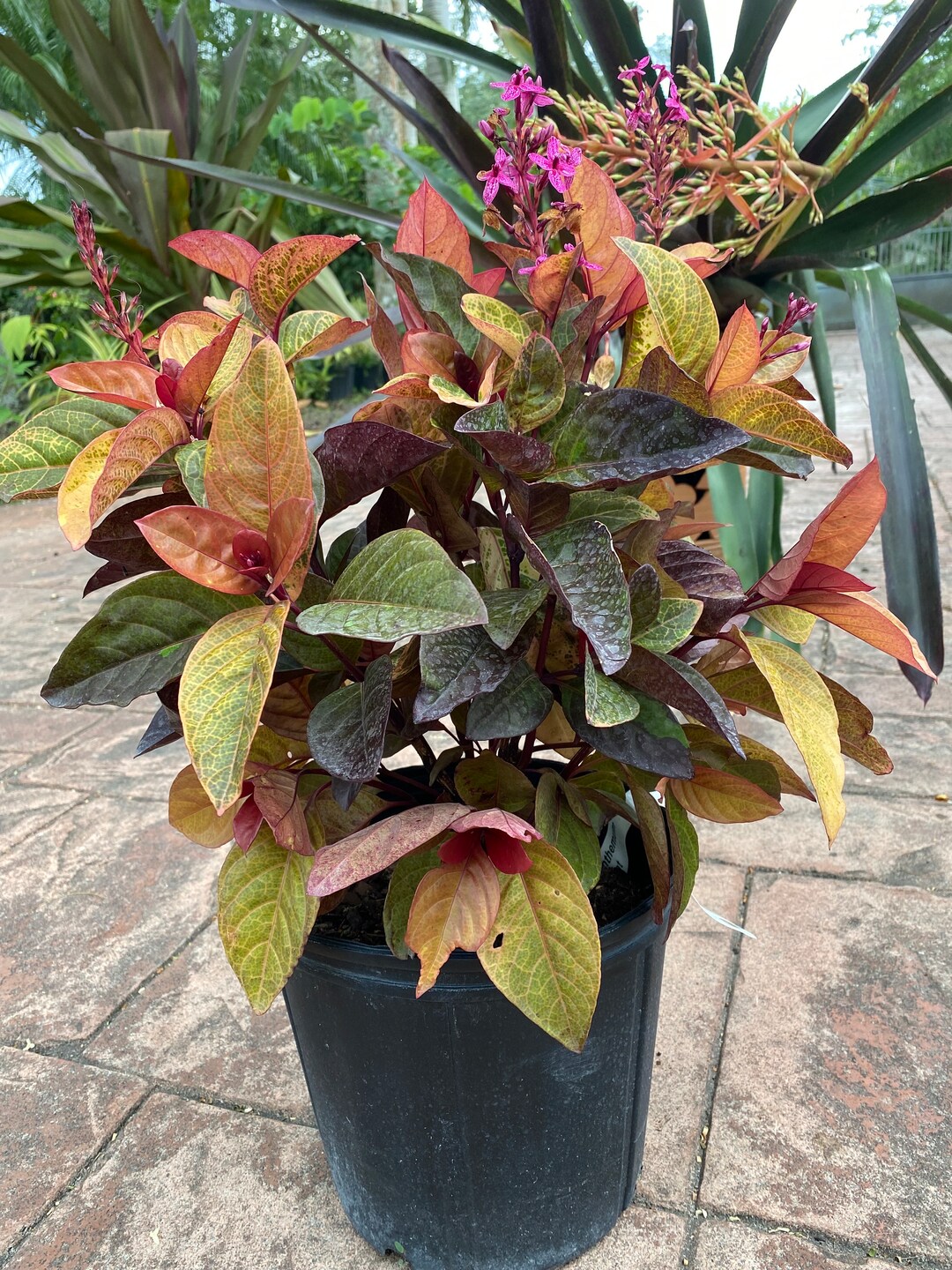 Pseuderanthemum Bronze Plant, Tahitian, 10” Pot - Etsy