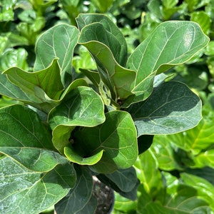 Ficus Little Sunshine, Bambino, Fiddle Leaf Fig, Dwarf Fiddle Leaf Fig ...
