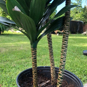 Dracaena Janet Craig Compacta, 3 Ppp Staggered. 10” Pot. 60” Box - Etsy