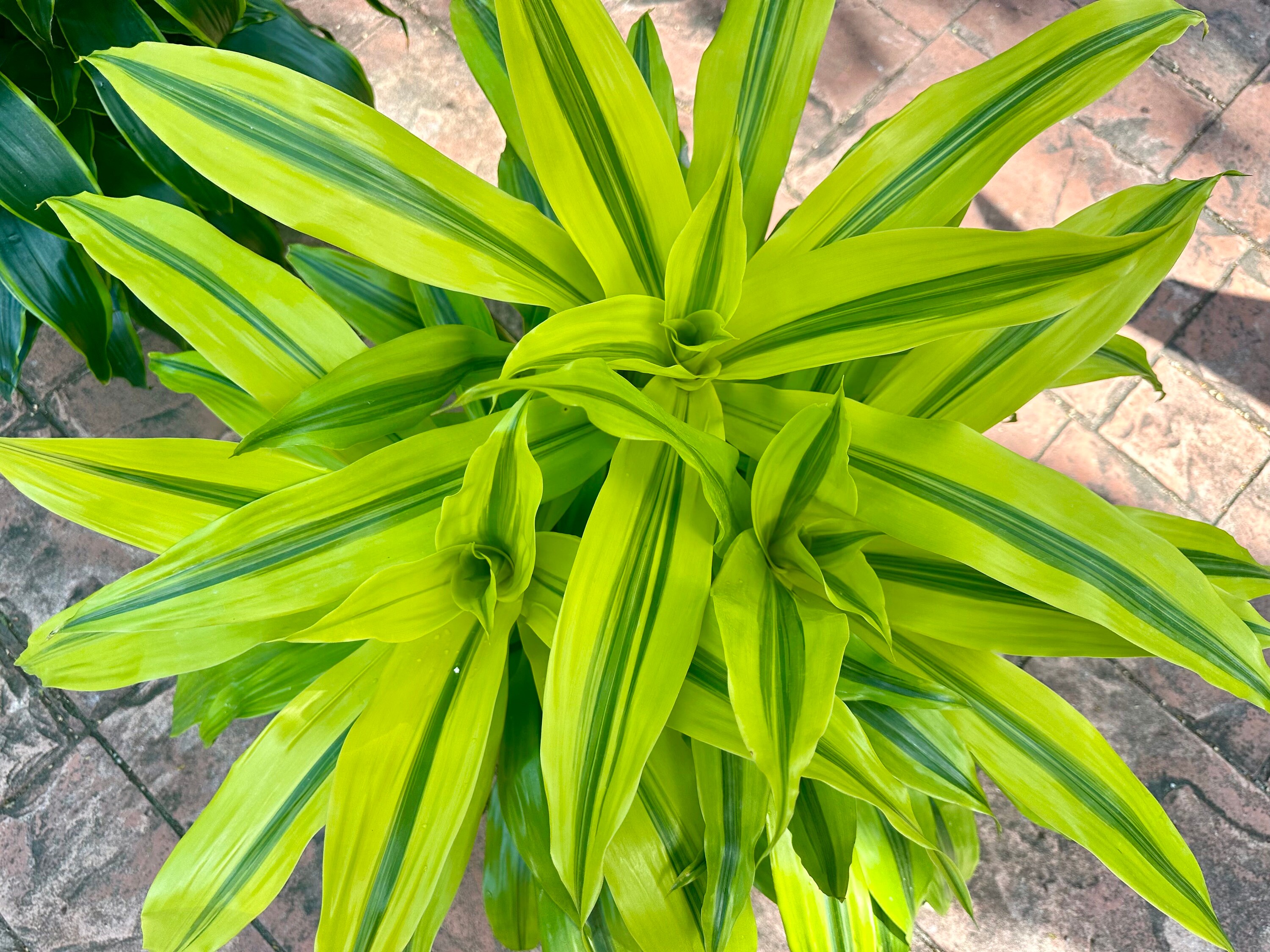Dracaena Kristi, 10” Pot - Etsy