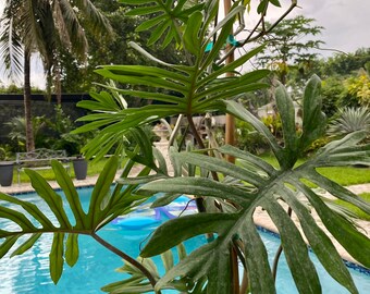 Philodendron Mayoi Plant - Etsy