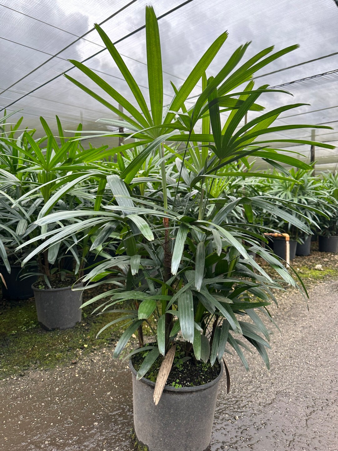 Rhapis Palm, Lady Palm, 10” Pot Approx 36-40” Tall - Etsy