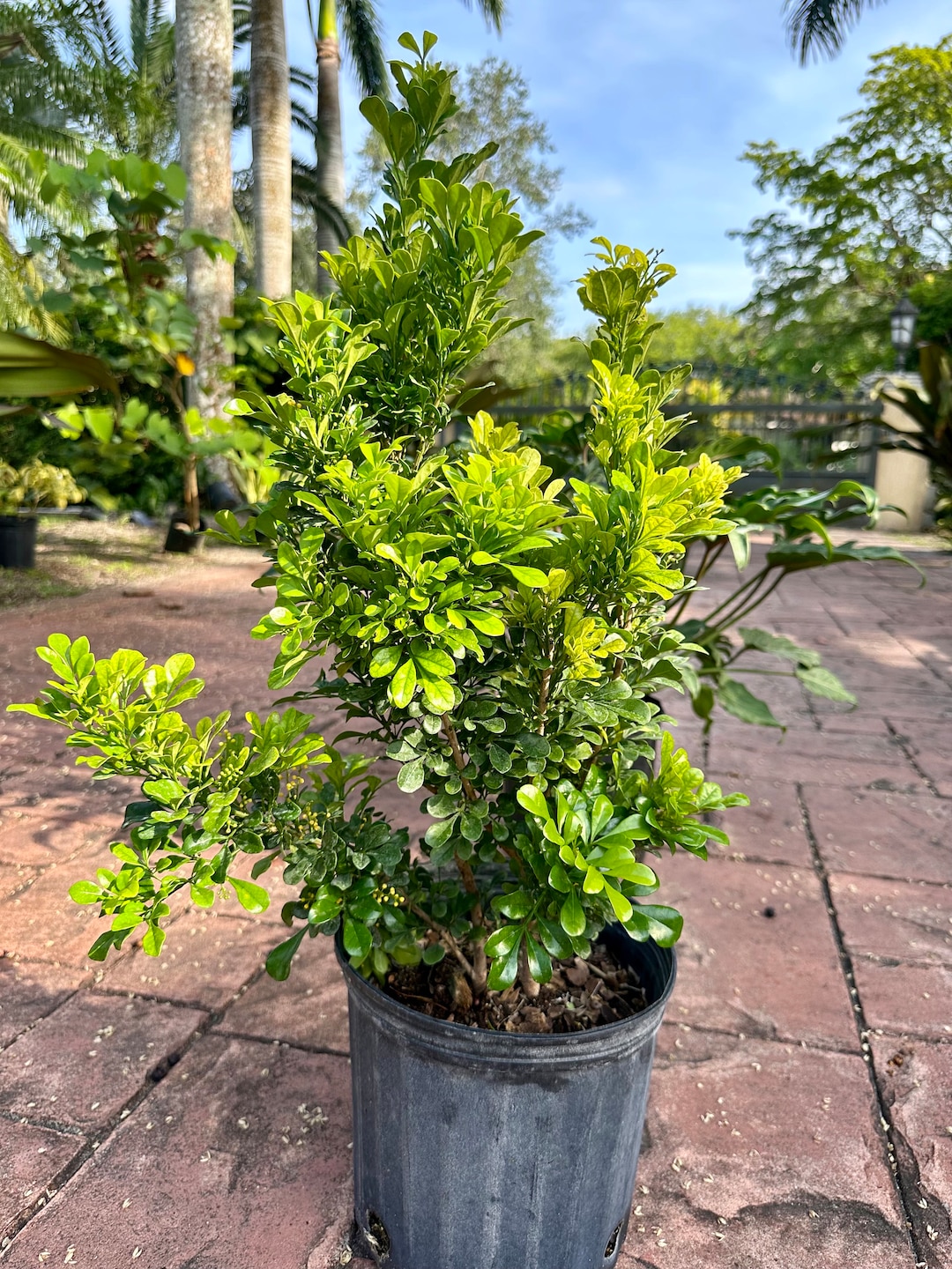 Chinese Perfume Plant, Bush Form, Aglaia Odorata, 10 Pot - Etsy