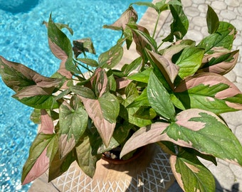 Pink Splash Plant - Etsy