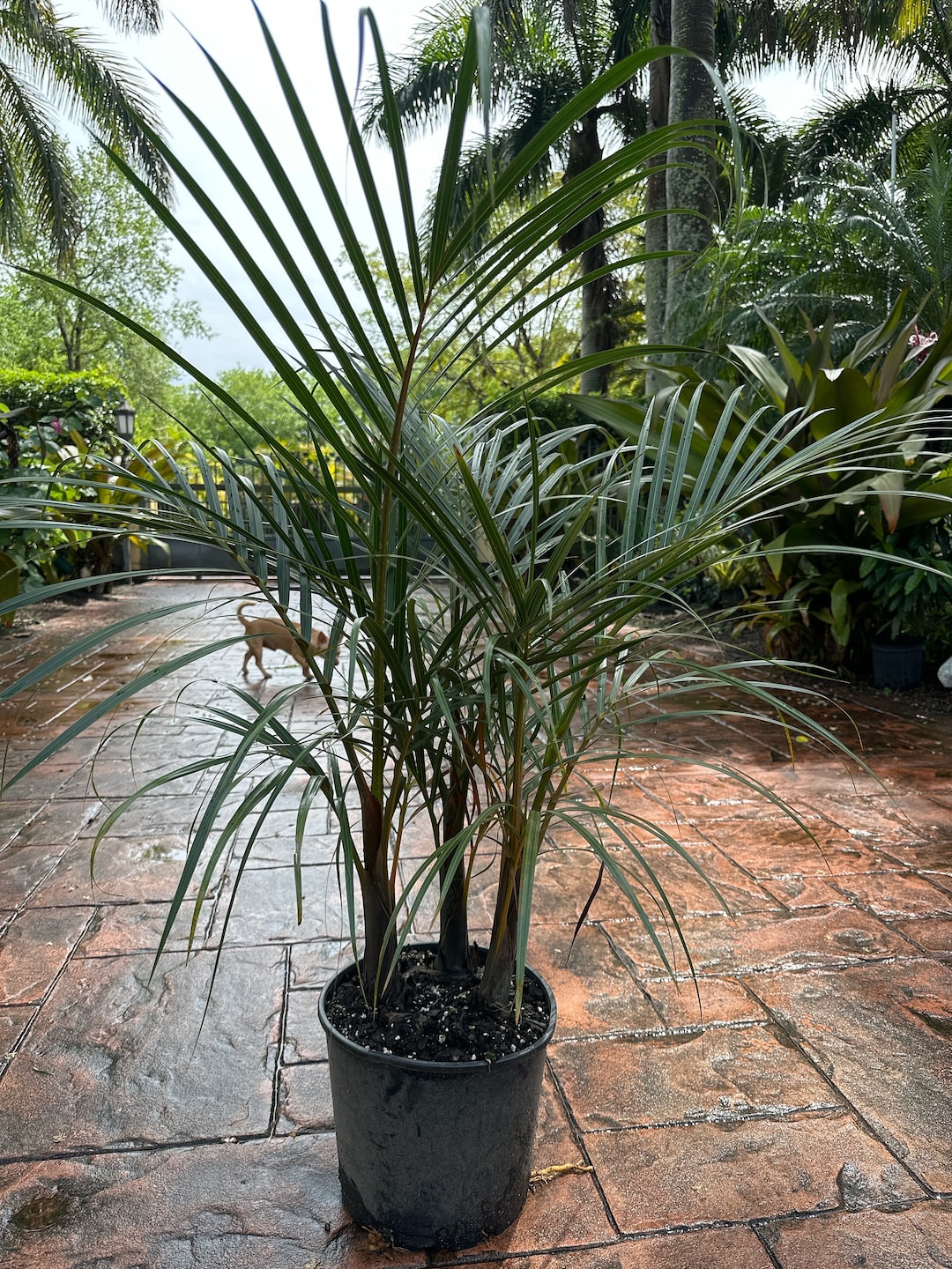 Spindle Palm, Hyophorbe Verschaffeltii, 10 Pot. 3 Plants in Pot - Etsy