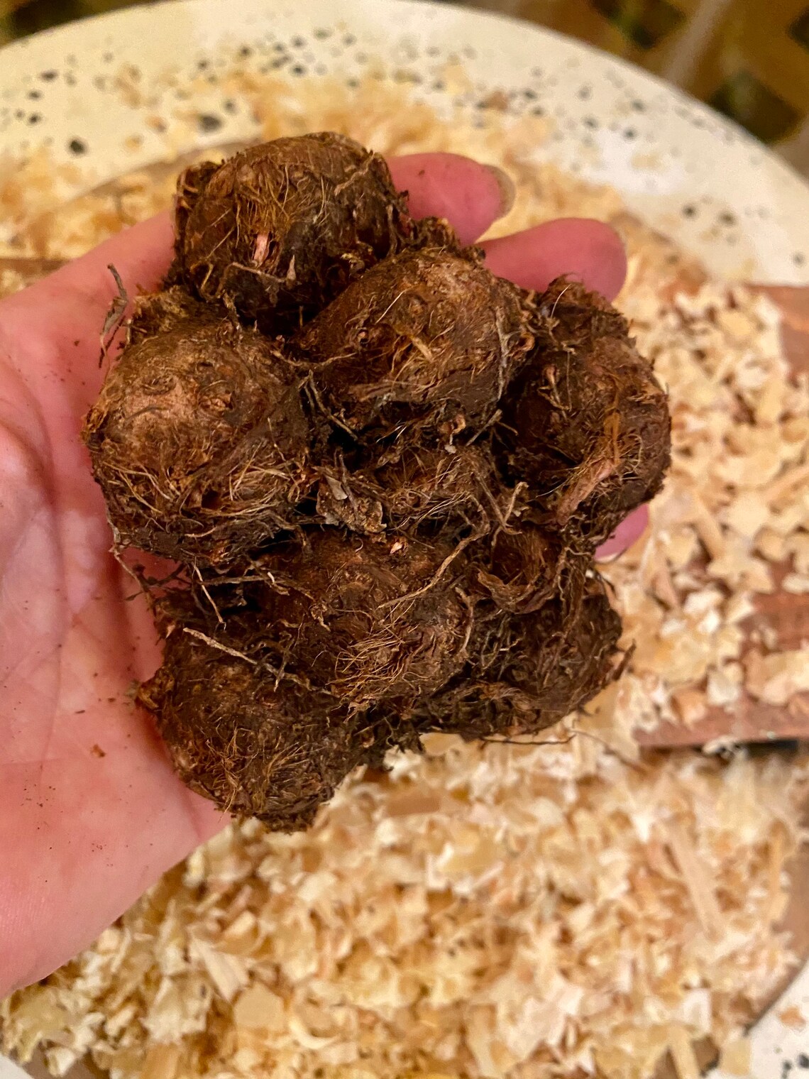 Caladium Florida Moonlight Tuber/bulb JUMBO Ship in Spring | Etsy