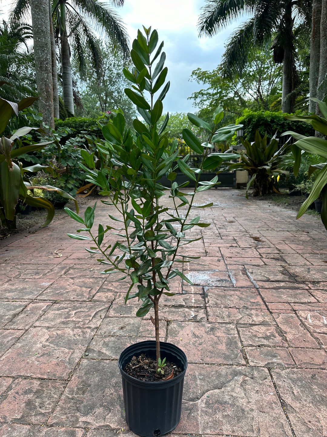LEMON Bay Rum Tree, Pimenta Racemosa, 10 Pot 36-40 Tall - Etsy