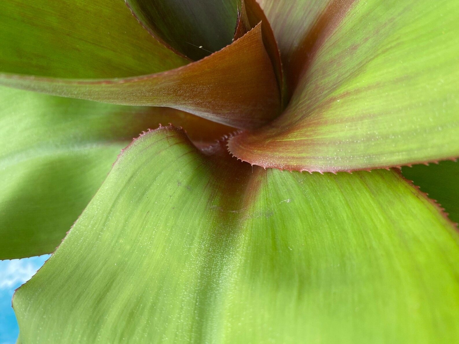 Aechmea tayoensis Bromeliad 6 Pot Large - Etsy