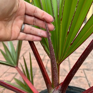 Rare Red Latan Palm, Latania Lontaroides, 10 Pot - Etsy
