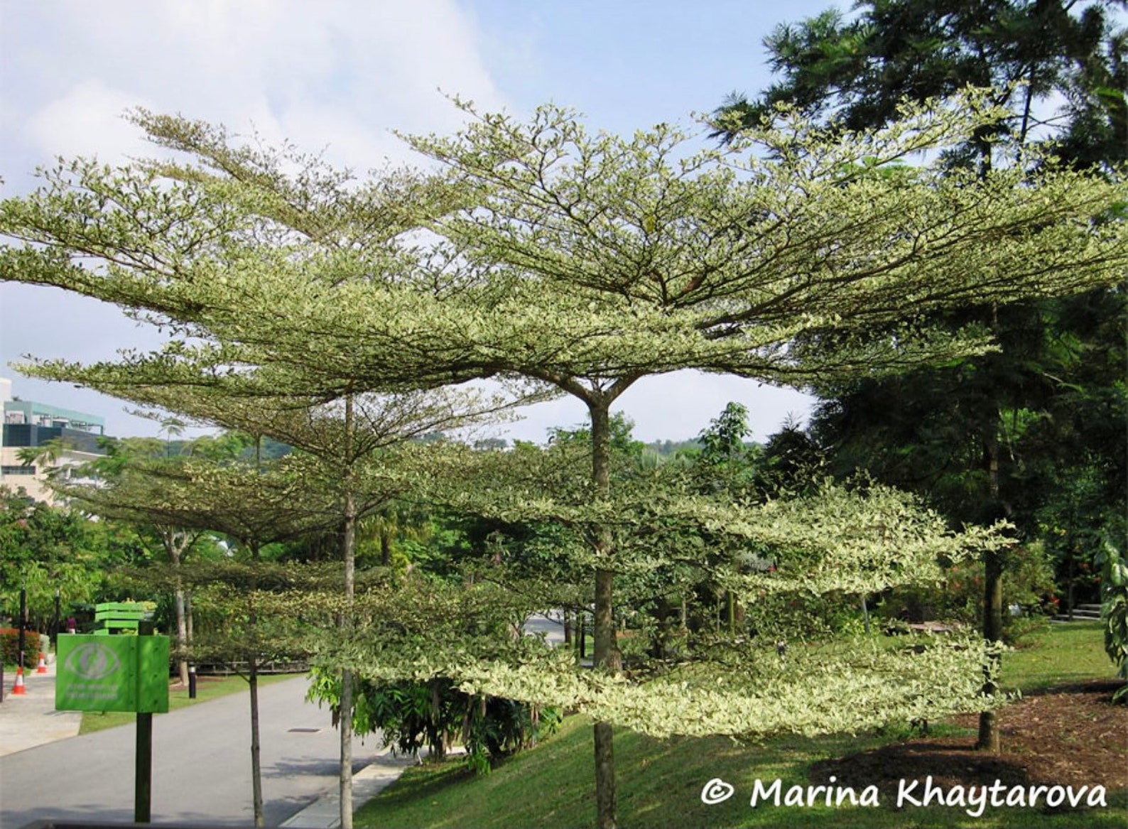 Variegated Terminalia Ivorensis 25 Gallon Pot. Tricolor. - Etsy