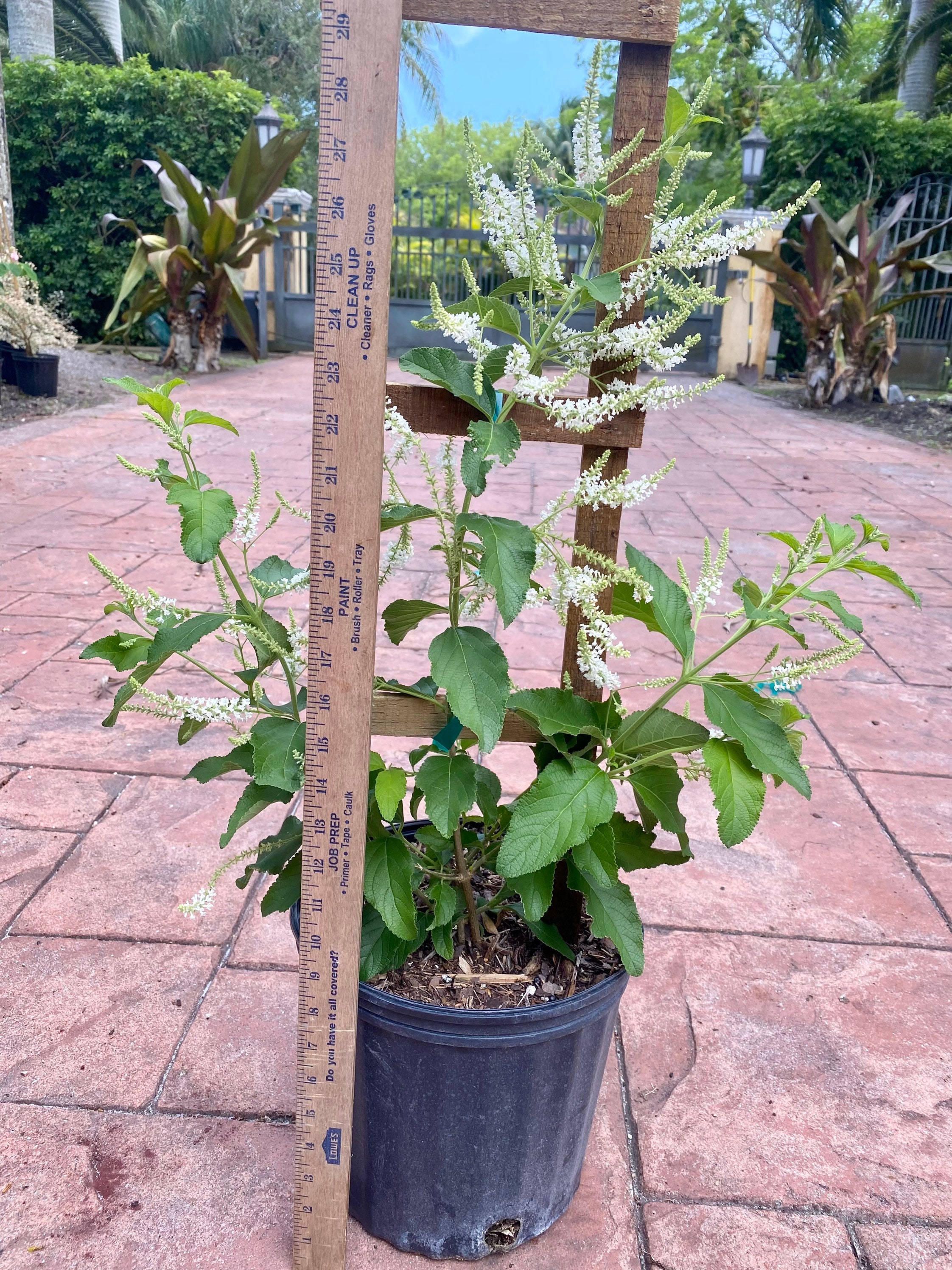 Sweet Almond Verbena
