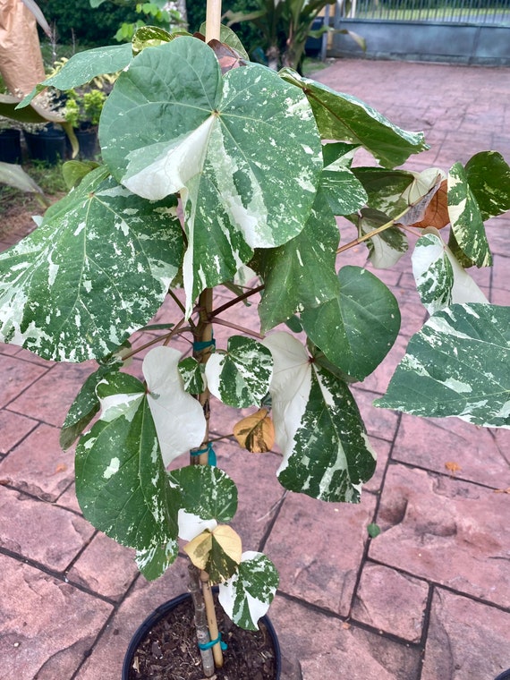 Variegated Mahoe Tree sea Hibiscus 10/3 G Pot 40 Tall - Etsy