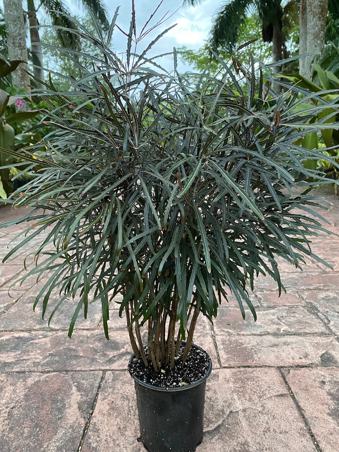 False Aralia, 6“ Deep Pot - Aralia Elegantissima - Etsy