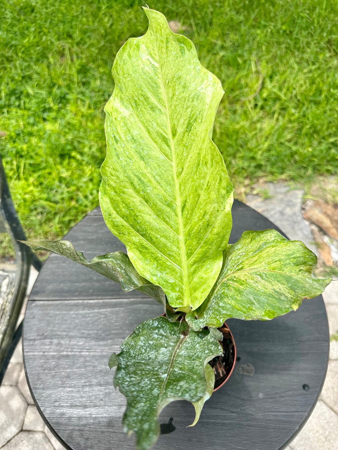 Variegated Anthurium Thai Ruby, 4 Pot Nice Variegation Actual Plant - Etsy