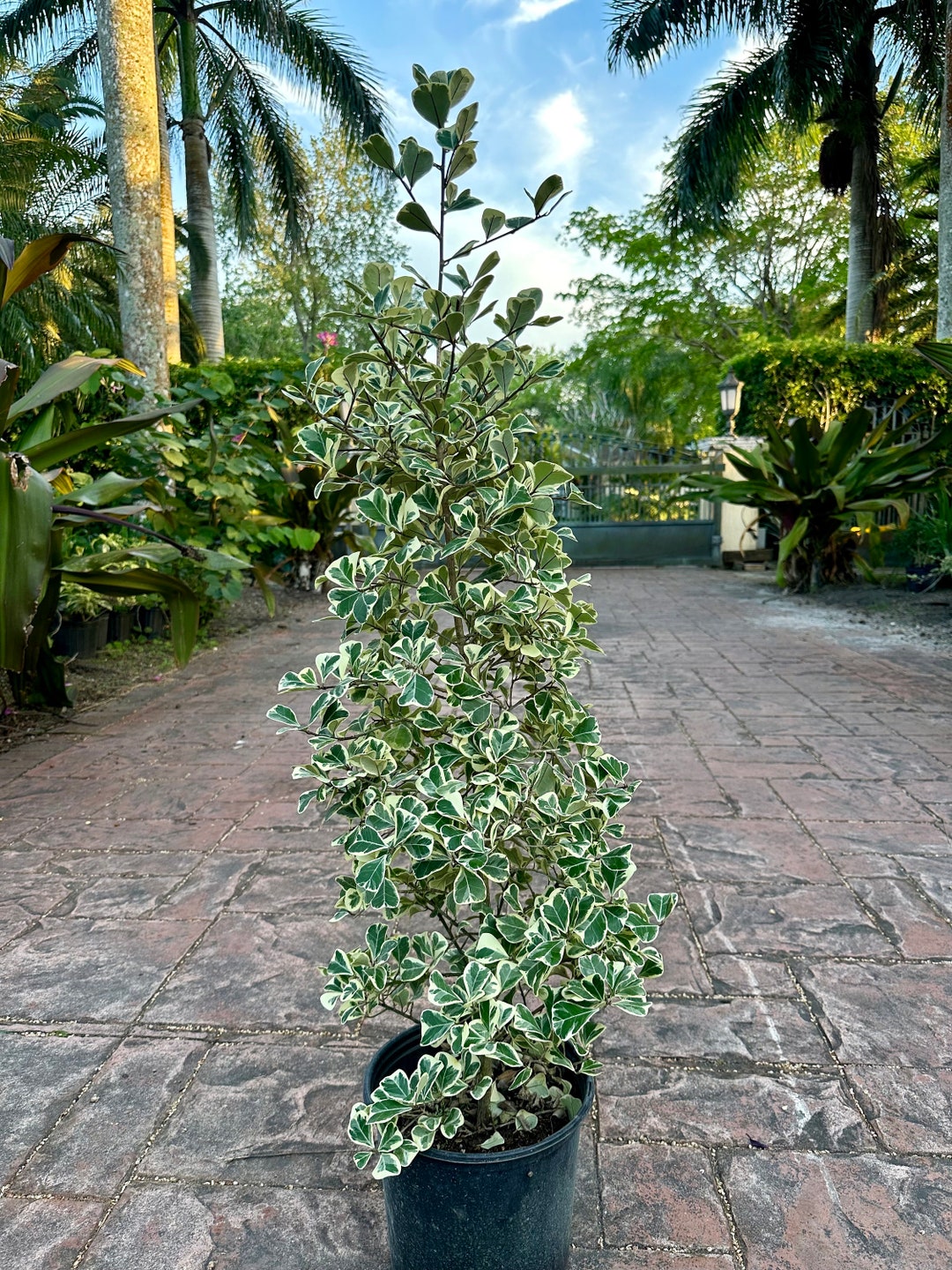 Variegated Ficus Natalensis Colum/tapered Ficus Triangularis, 10 Pot ...