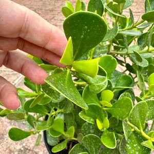 Dwarf Clusia Rosea, 10” Pot - Etsy